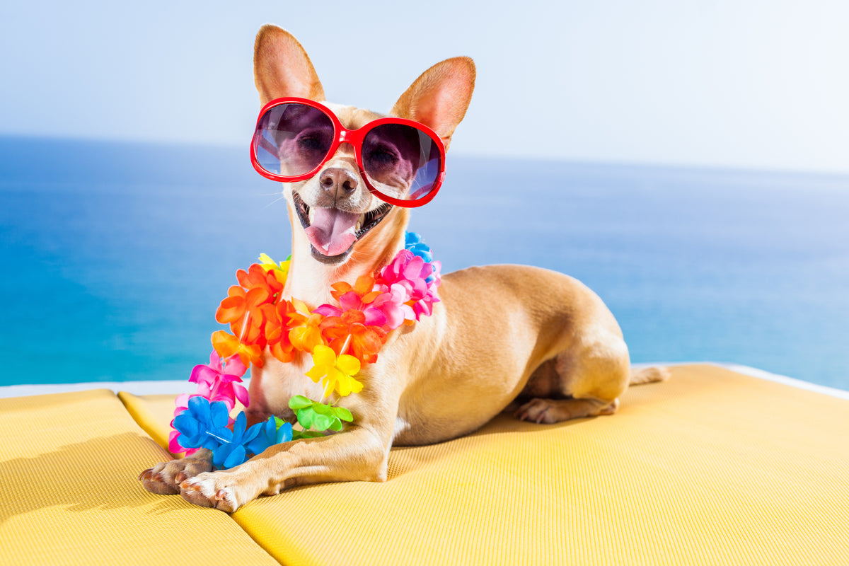 "Vacay" Essentials! — Animal Connection LLC